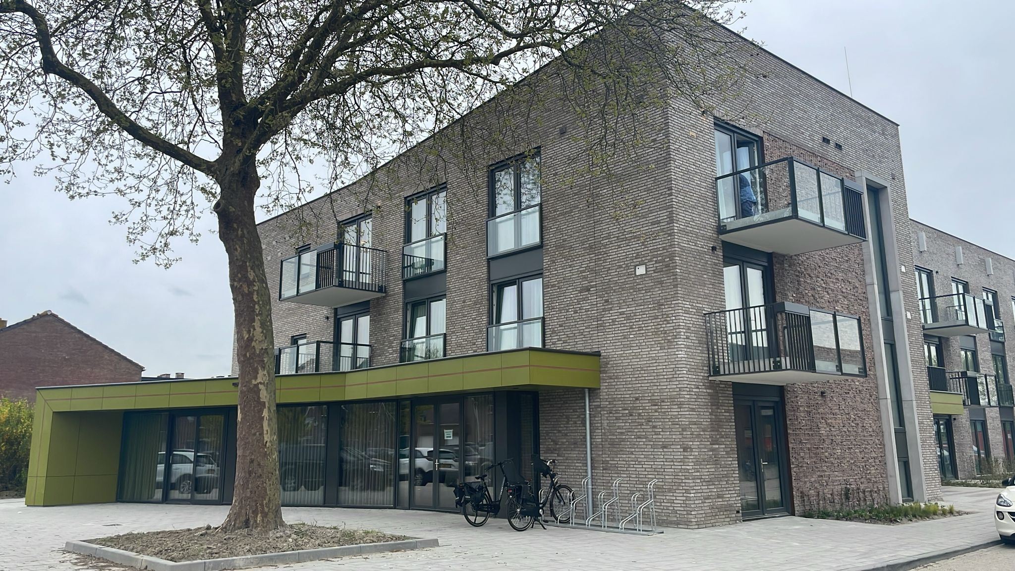 Amberboom II - Tragel